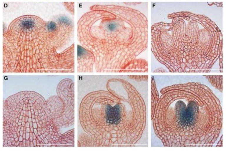 Le méristème apical caulinaire en phase végétative et lors de la ...