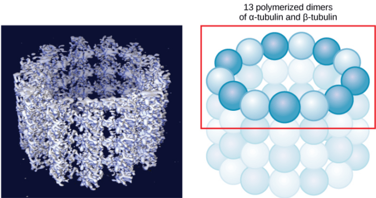 Le cytosquelette – Biologie cellulaire et génétique du Développement