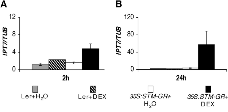 Le méristème apical caulinaire en phase végétative et lors de la ...