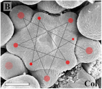 Le méristème apical caulinaire en phase végétative et lors de la ...