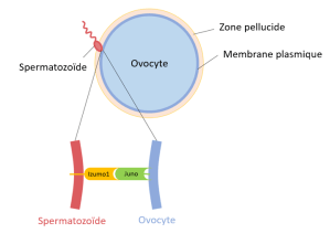 La fécondation – Biologie cellulaire et génétique du Développement