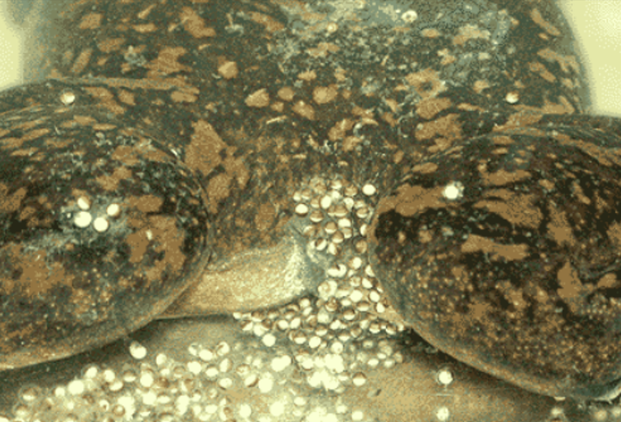 Le xénope – Biologie cellulaire et génétique du Développement