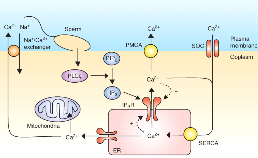 La signalisation calcique – Biologie cellulaire et génétique du ...
