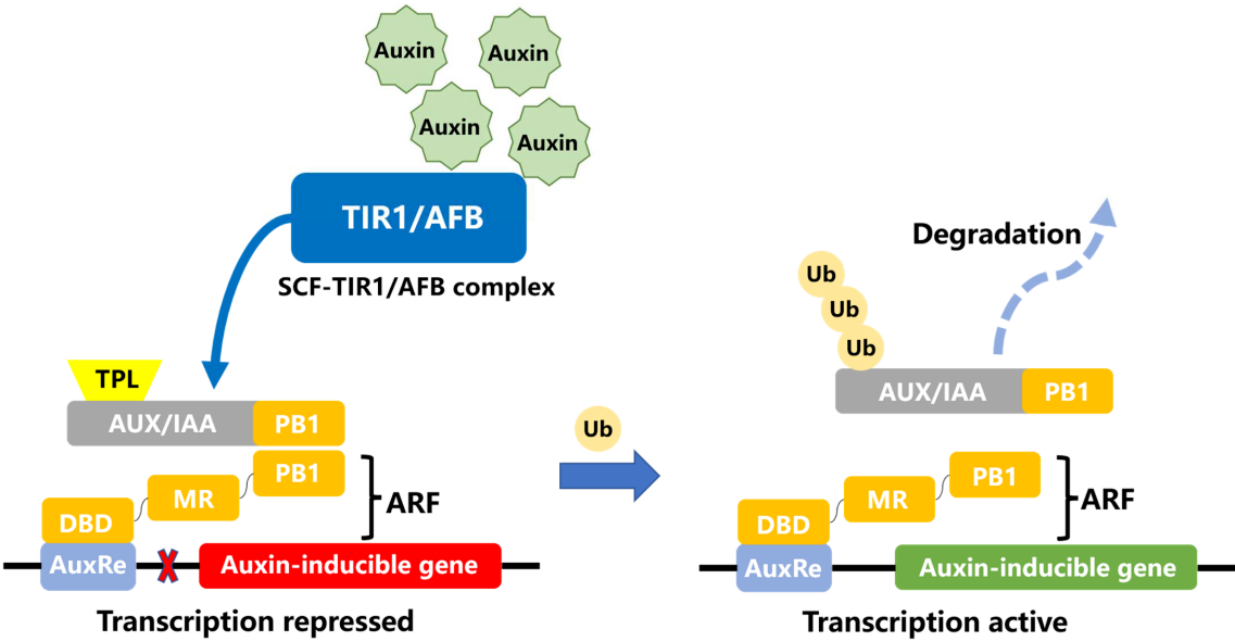 La voie de signalisation de l’auxine et ses rôles – Biologie cellulaire ...