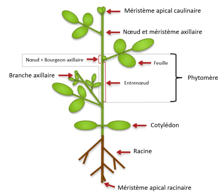 Le méristème apical caulinaire en phase végétative et lors de la ...