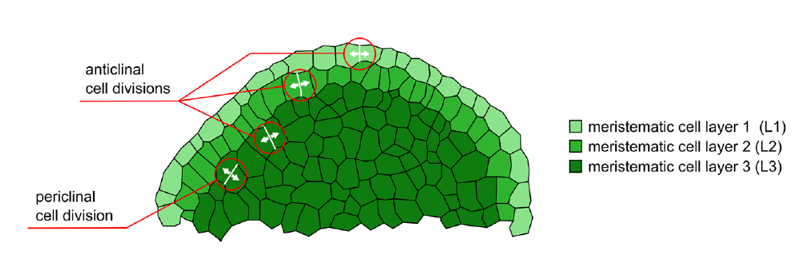 Le méristème apical caulinaire en phase végétative et lors de la ...
