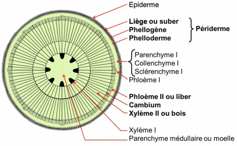 Les parois des cellules végétales – Biologie cellulaire et génétique du ...