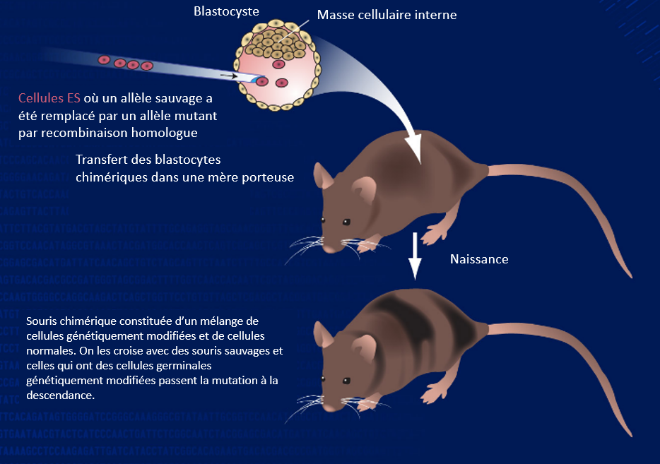 La souris – Biologie cellulaire et génétique du Développement