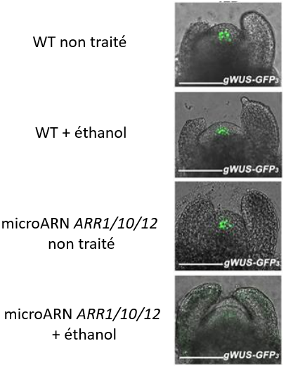 Le méristème apical caulinaire en phase végétative et lors de la ...