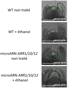 Le méristème apical caulinaire en phase végétative et lors de la ...