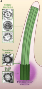 Le cytosquelette – Biologie cellulaire et génétique du Développement