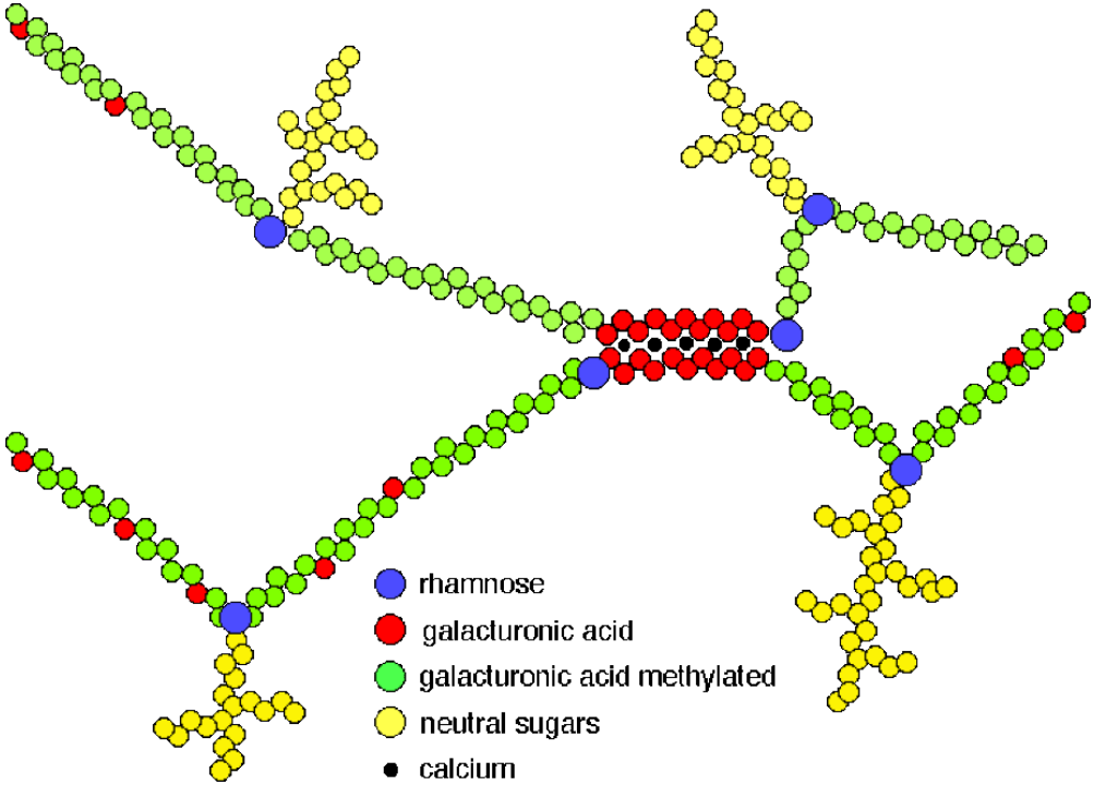 Les parois des cellules végétales – Biologie cellulaire et génétique du ...