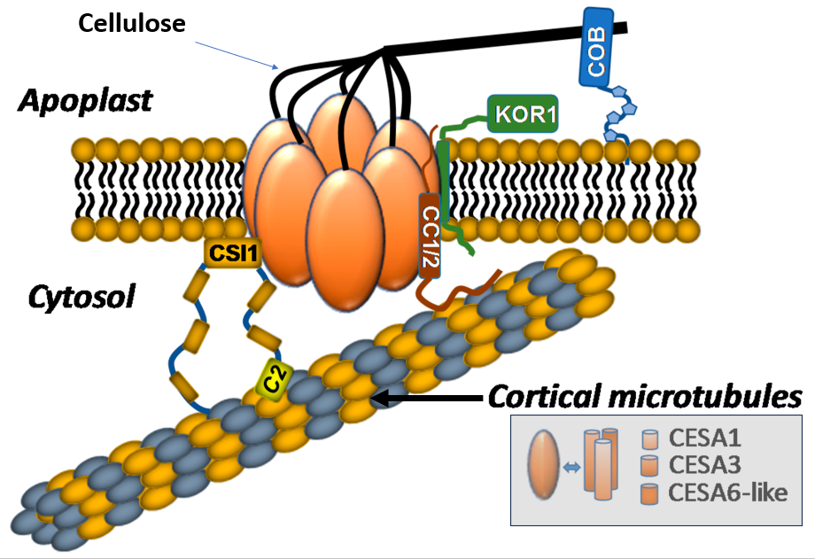 Les parois des cellules végétales – Biologie cellulaire et génétique du ...