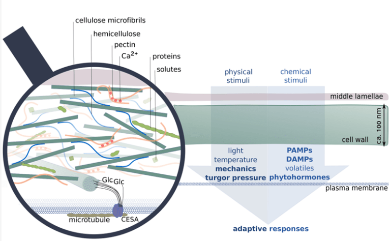 Les parois des cellules végétales – Biologie cellulaire et génétique du ...