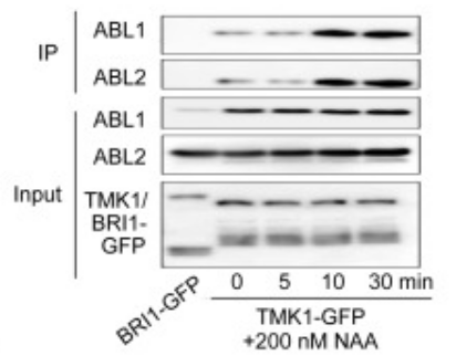 La voie de signalisation de l’auxine et ses rôles – Biologie cellulaire ...