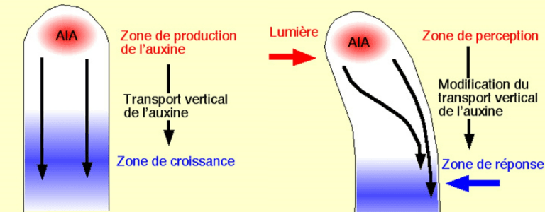 La voie de signalisation de l’auxine et ses rôles – Biologie cellulaire ...