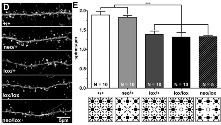 Le développement du cortex – Biologie cellulaire et génétique du ...
