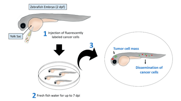 Le poisson zèbre – Biologie cellulaire et génétique du Développement