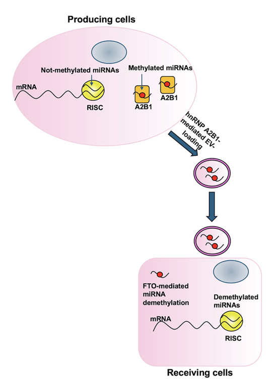 Les vésicules extracellulaires – Biologie cellulaire et génétique du ...