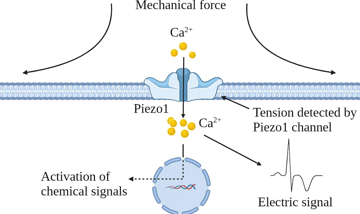 La signalisation calcique – Biologie cellulaire et génétique du ...