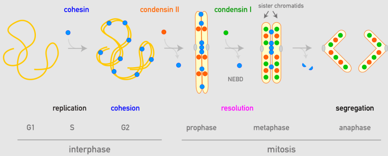 Les cycles et les divisions cellulaires – Biologie cellulaire et ...