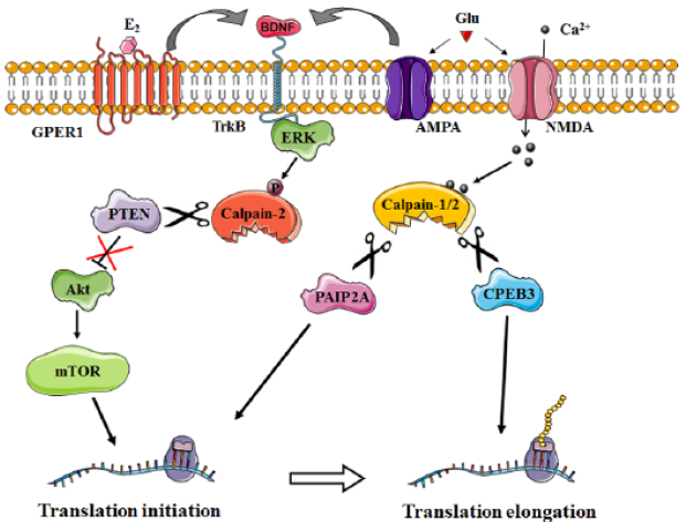 La signalisation calcique – Biologie cellulaire et génétique du ...