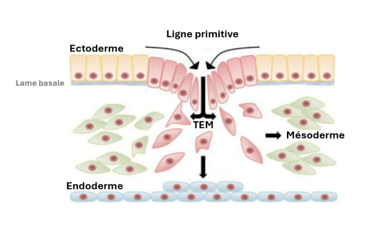 La gastrulation (version allégée) – Biologie cellulaire et génétique du ...