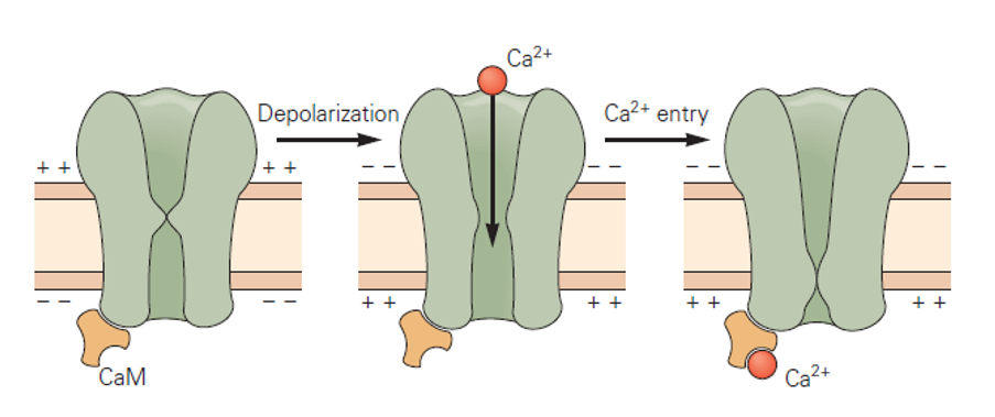 La signalisation calcique – Biologie cellulaire et génétique du ...