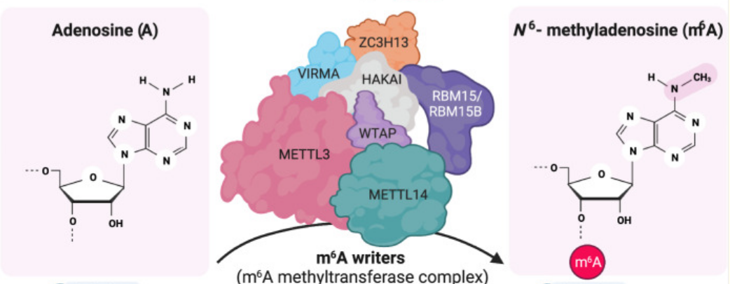 Contrôle de la traduction – Biologie cellulaire et génétique du ...