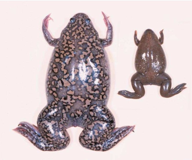 Le xénope – Biologie cellulaire et génétique du Développement