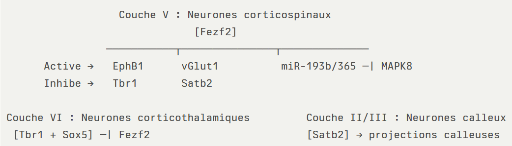 Le développement du cortex – Biologie cellulaire et génétique du ...