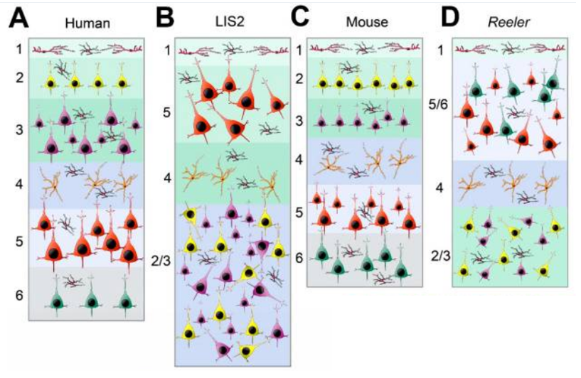Le développement du cortex – Biologie cellulaire et génétique du ...